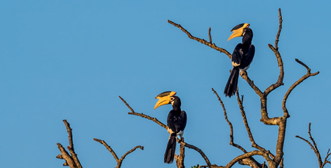 Bird Watching Tour Sri Lanka | 7 Day Birding & Wildlife Adventure